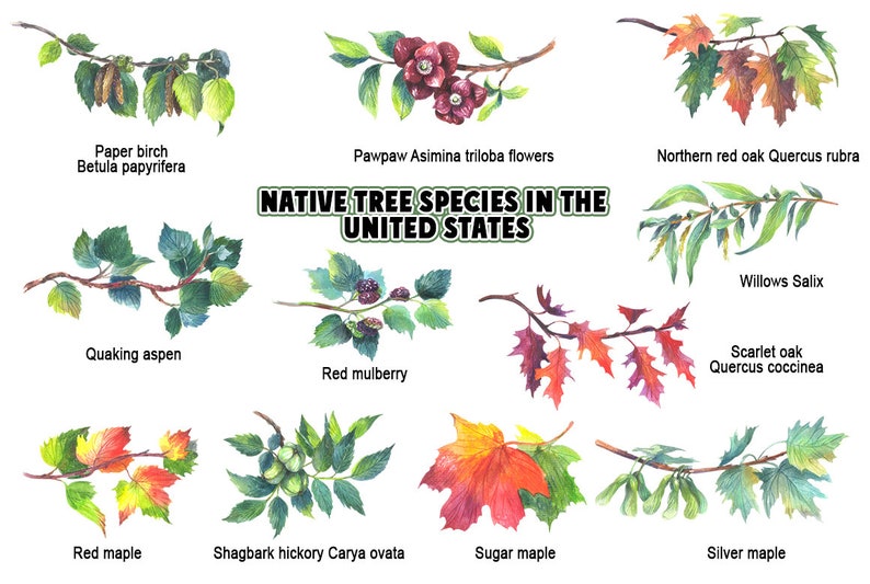 Native Tree Species in the United States Watercolor Clipart Png Trees ...