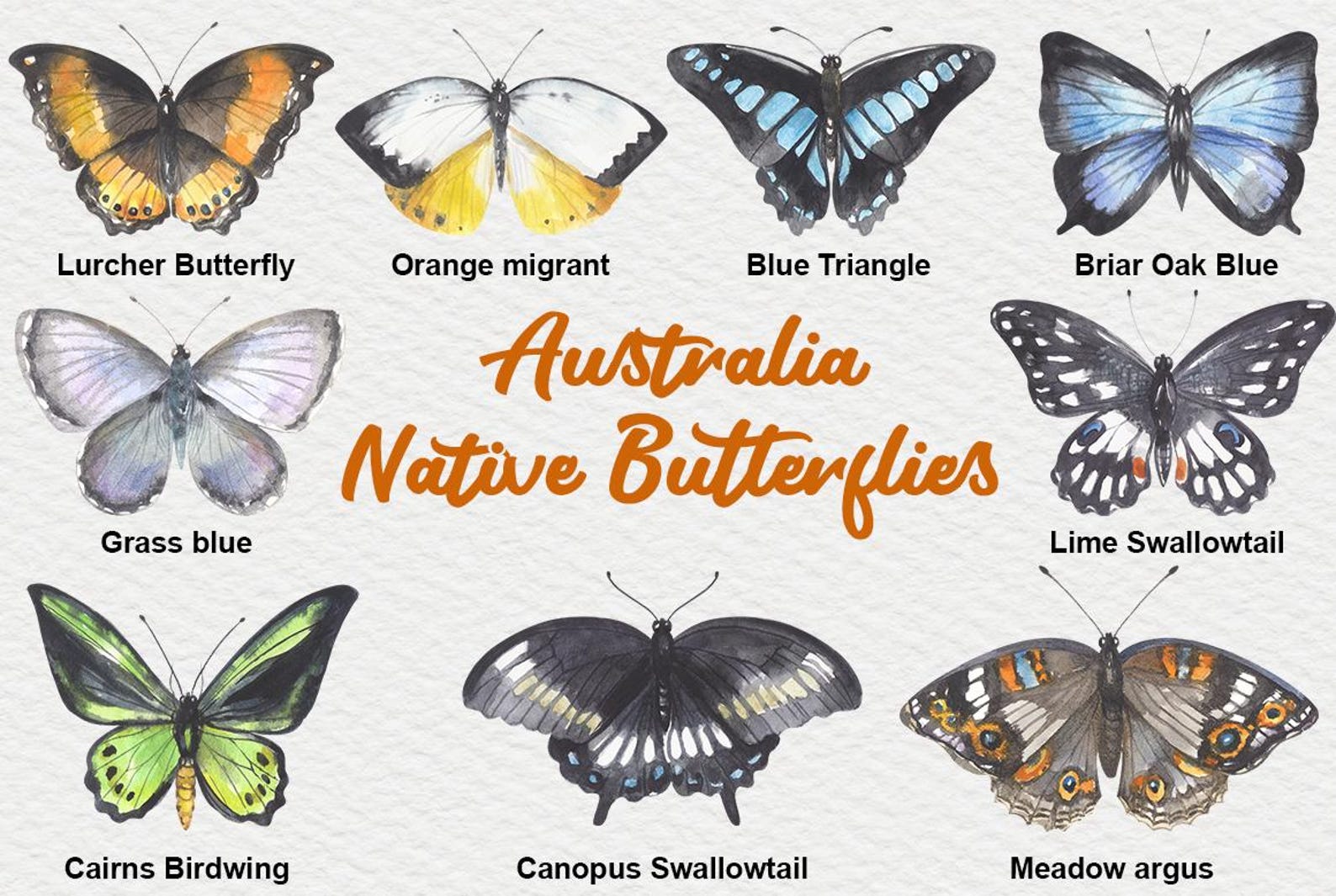 Australia Native Butterflies Png Watercolor Clipart, Butterfly Poster ...