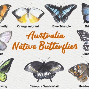 Australia Native Butterflies Png Watercolor Clipart, Butterfly Poster ...