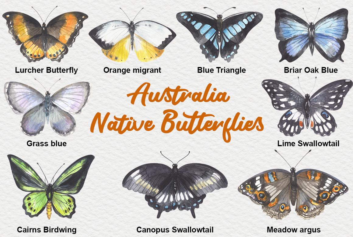 Australia Native Butterflies Png Watercolor Clipart, Butterfly Poster ...