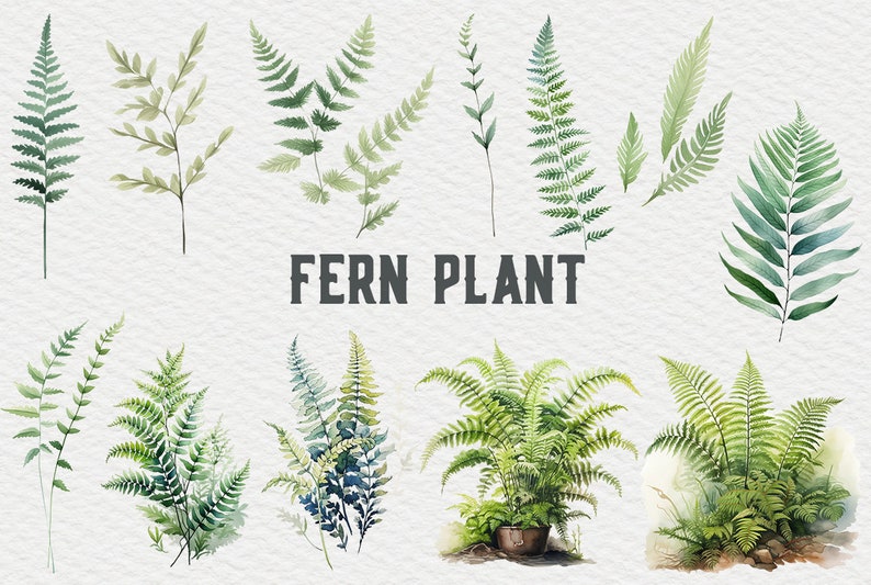 Fern Plant Watercolor Clipart Png, Plant Clipart, Fern Plant Bundle ...
