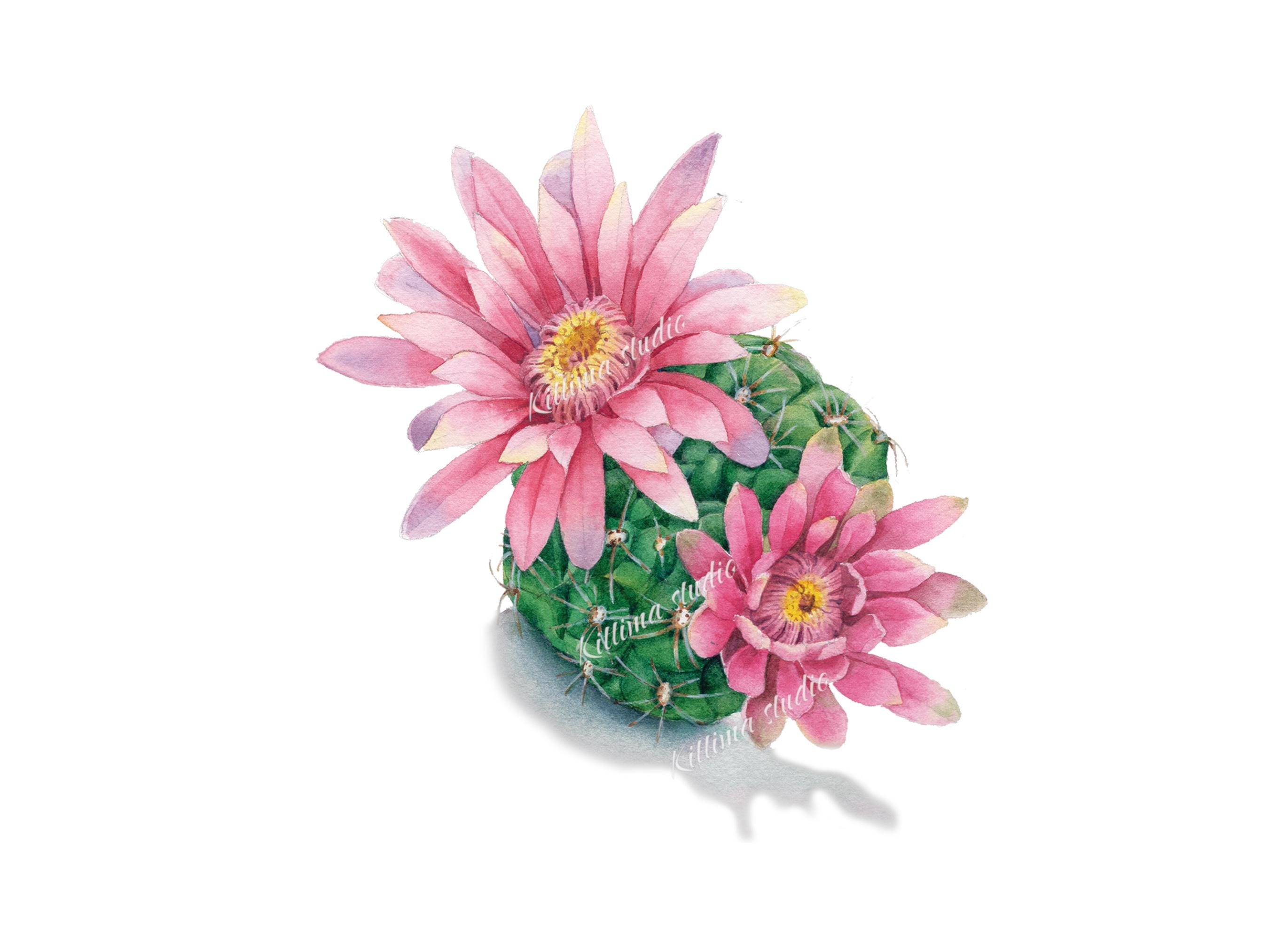 Cactus Clipart, Clip Art PNG, Digital Download, Art, Cactus, Flower ...