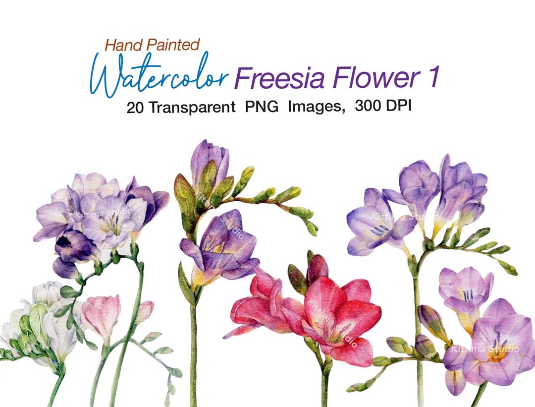 Flowers Watercolor Hand Painted , Flower Clipart, Freesia , PNG Clipart ...