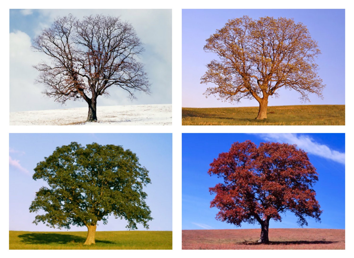 Tree in 4 Seasons Four Seasons Nature Photo Set of 4 | Etsy