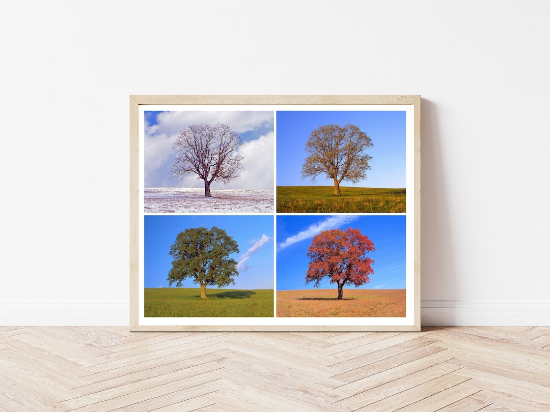 Tree in 4 Seasons, Four Seasons, Nature Photo, Winter, Spring, Summer ...