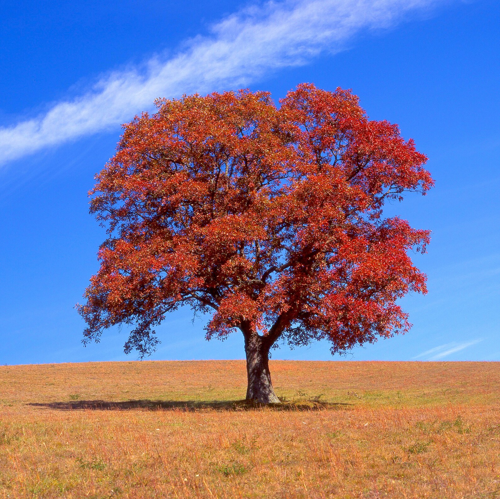 Tree in 4 Seasons, Four Seasons, Nature Photo, Winter, Spring, Summer ...
