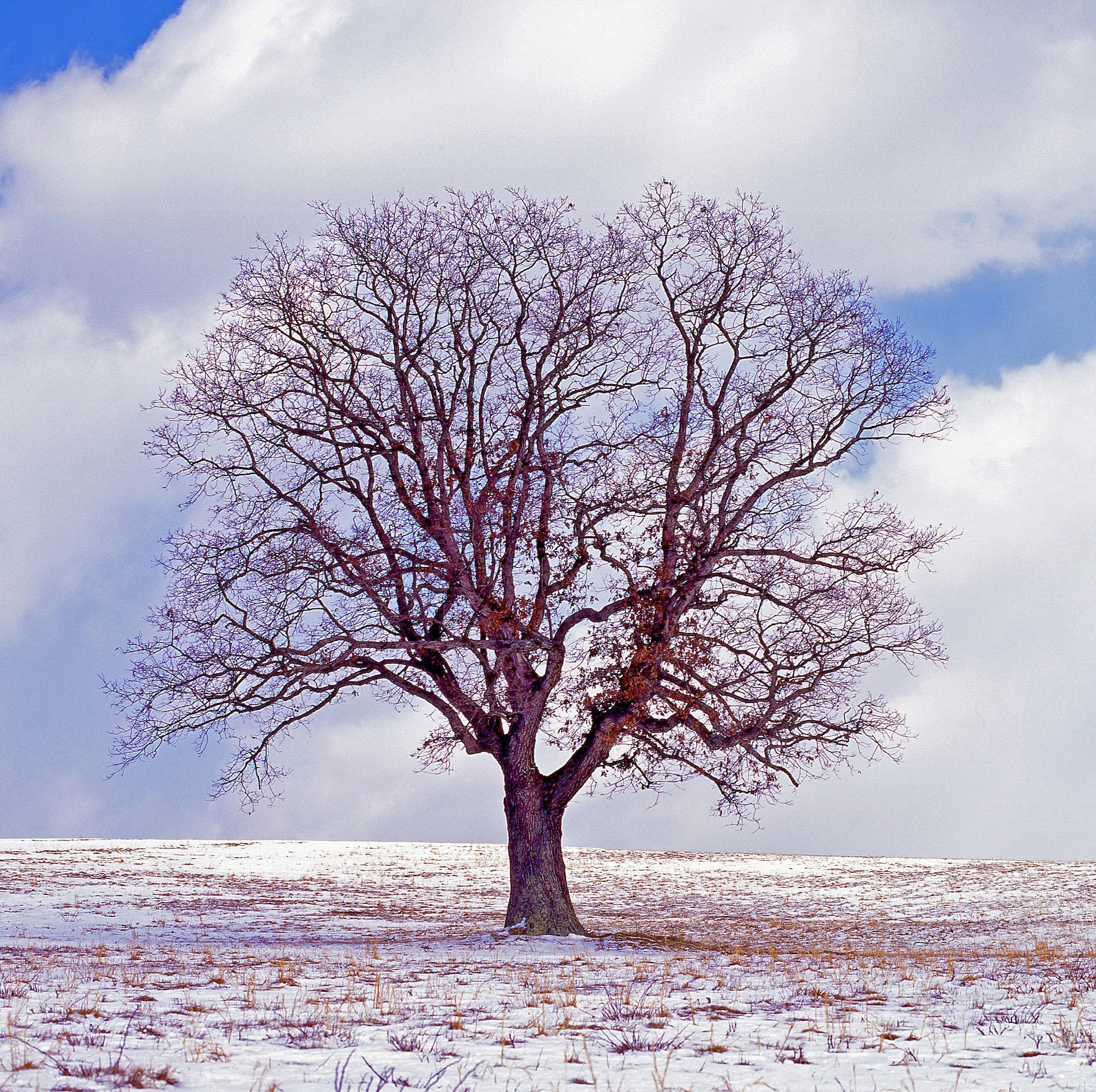 Tree in 4 Seasons, Four Seasons, Nature Photo, Winter, Spring, Summer ...