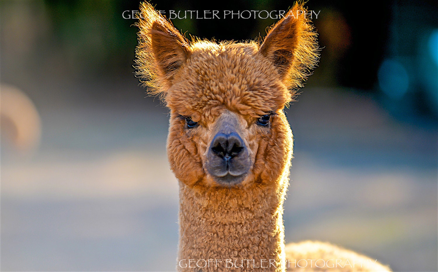 Alpaca Photography - Alpaca Photos, Alpaca Wall Art, Exotic Farm ...