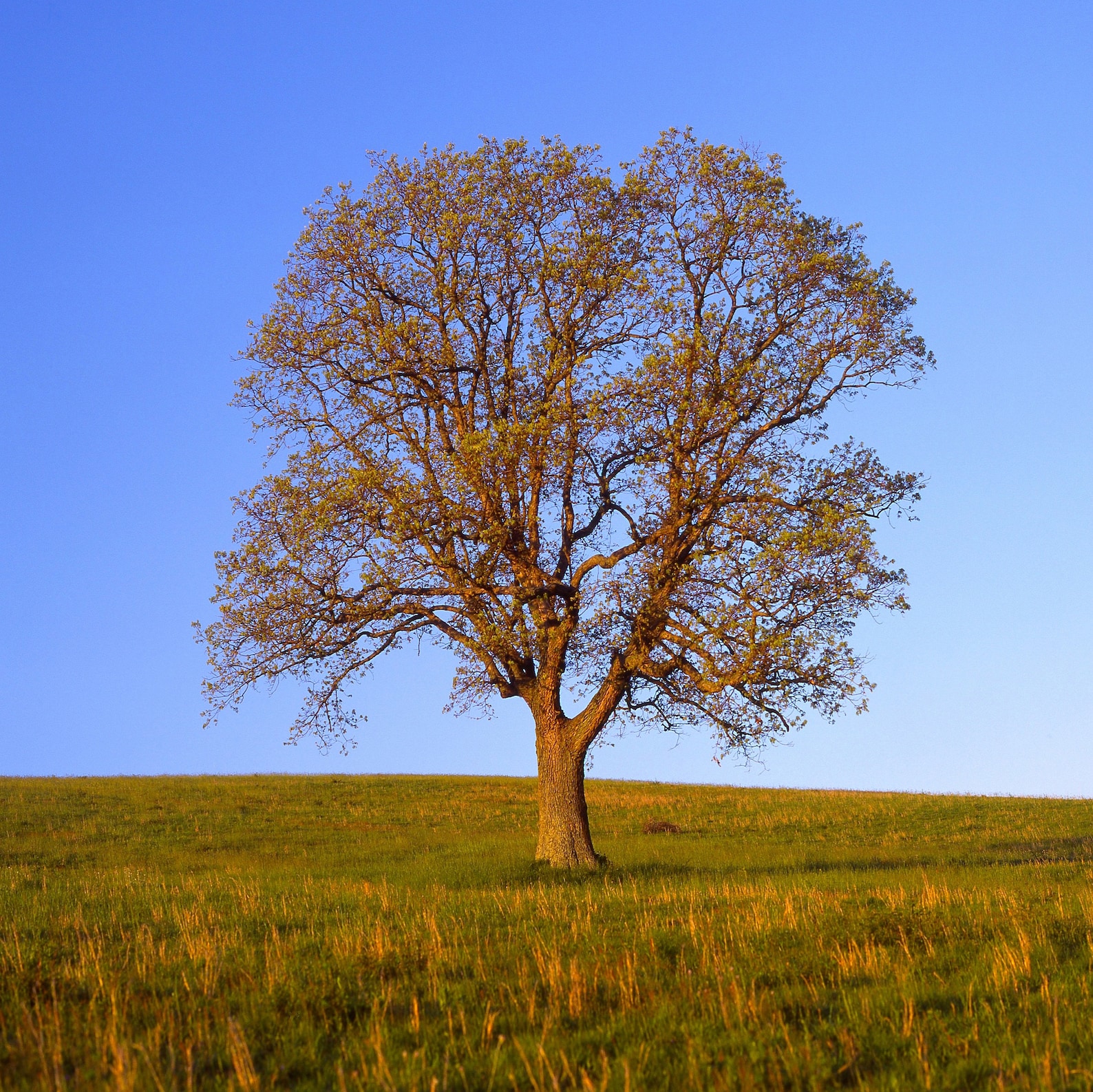 Tree In 4 Seasons Four Seasons Nature Photo Winter Spring Summer