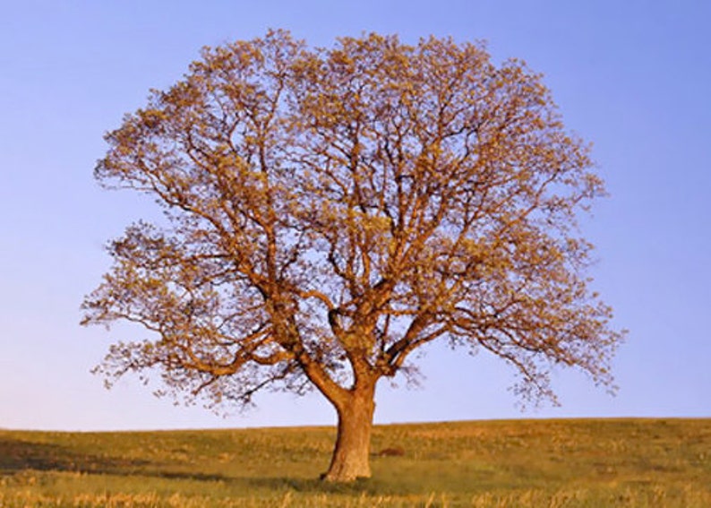 Tree in 4 Seasons Four Seasons Nature Photo Set of 4 | Etsy