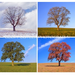 Tree in 4 Seasons, Four Seasons, Nature Photo, Winter, Spring, Summer ...