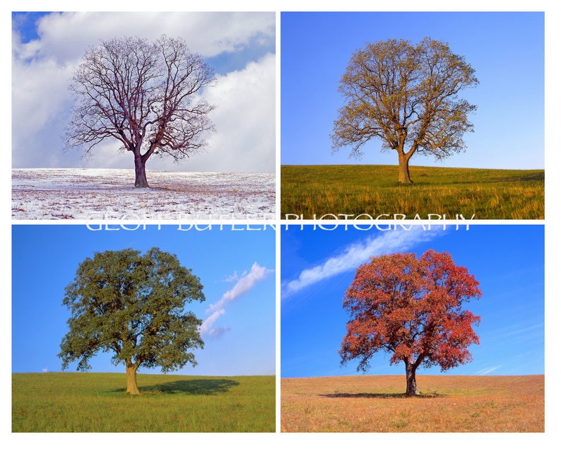 Baum in 4 Jahreszeiten, vier Jahreszeiten, Naturfoto, Winter, Frühling ...