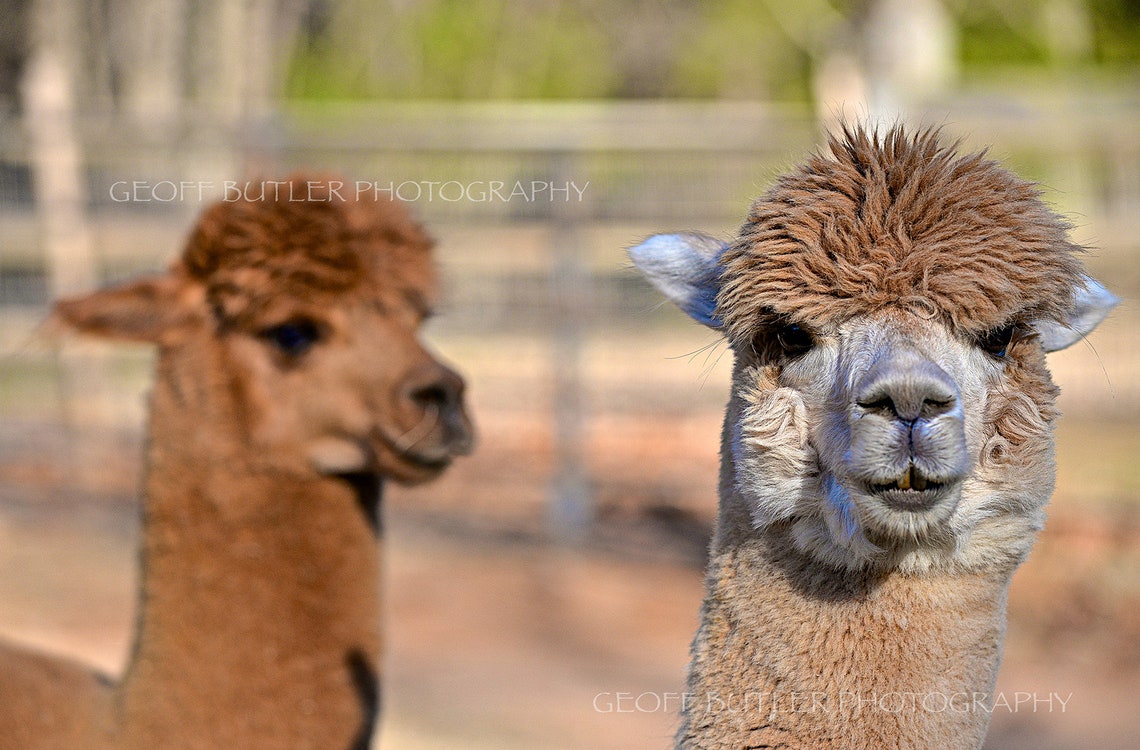Alpaca Print Alpaca Photos Alpaca Wall Art Exotic Farm - Etsy