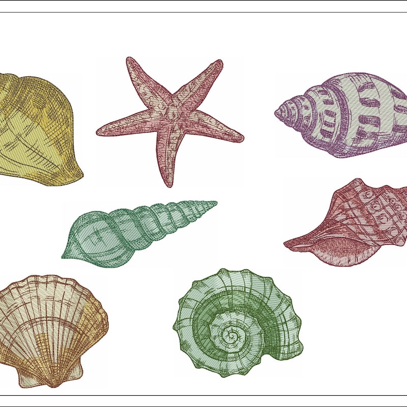 Small Sea Shells - Etsy