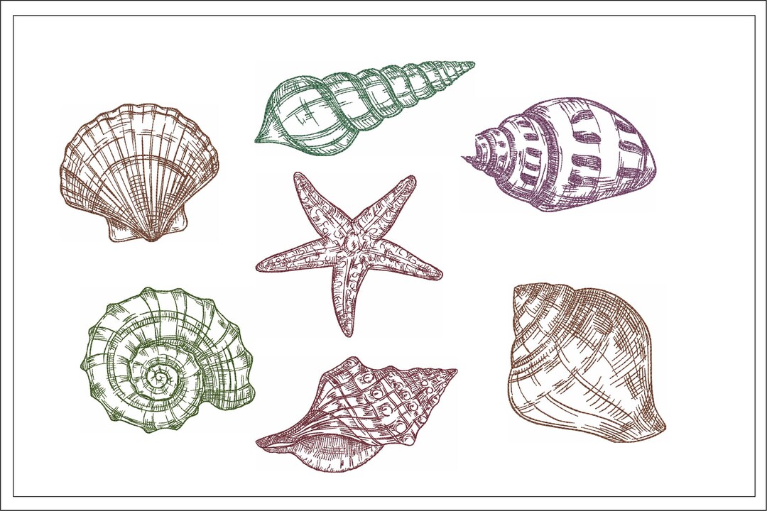 Large Shells Embroidery, Sea Shells, Sea Embroidery, Shell Colection ...