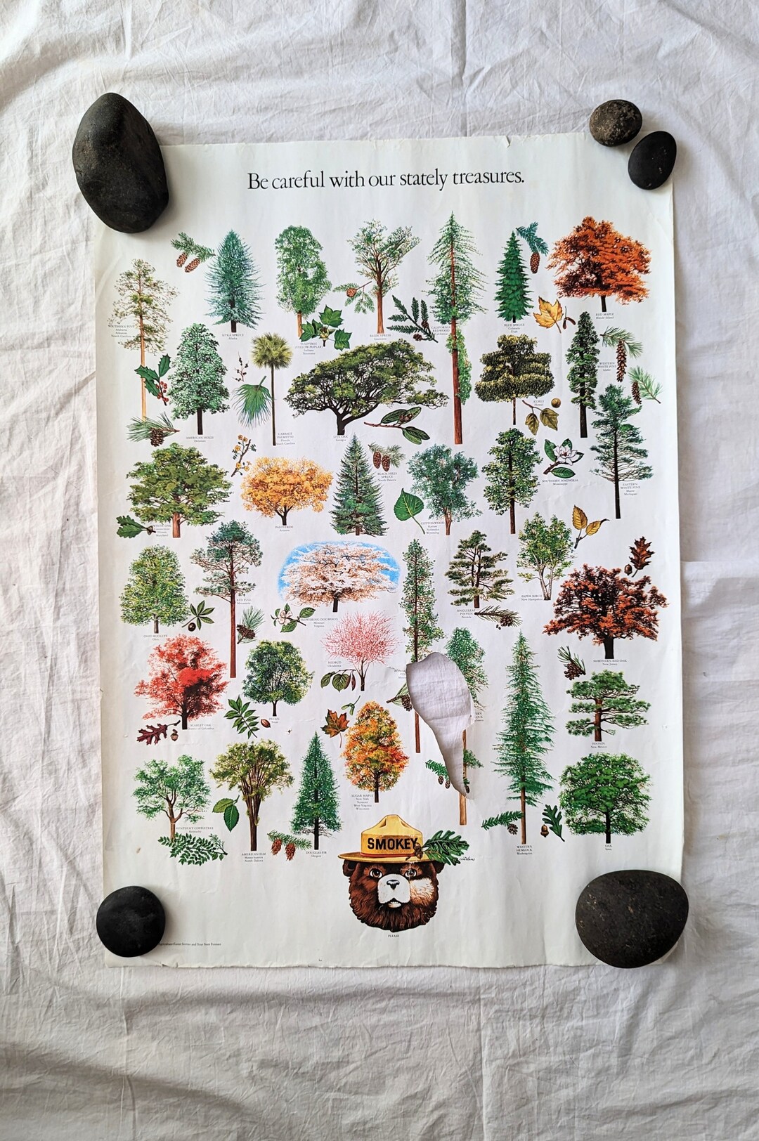 VTG Forest Service Tree ID Poster 1980's As-is - Etsy