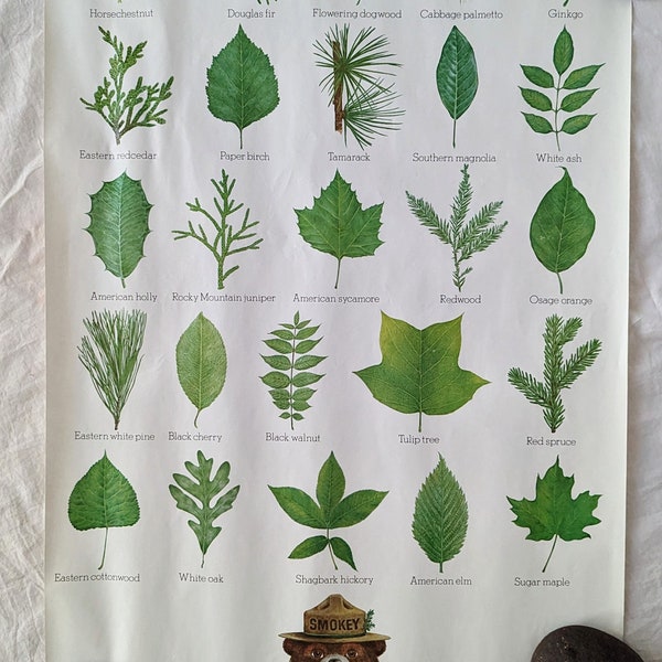 Tree Leaf Identification Poster - Etsy
