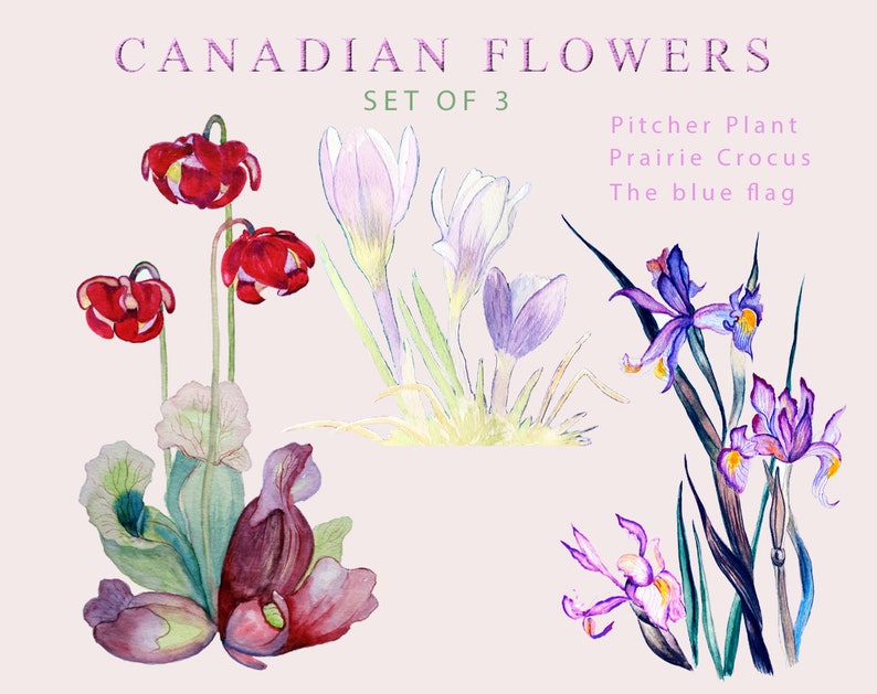 Watercolor Canadian Provincial Flowers Clip Art Pitcher Plant Blue Flag ...