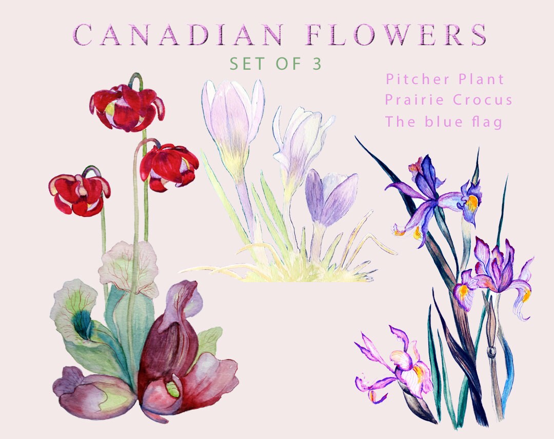 Watercolor Canadian Provincial Flowers Clip Art Pitcher Plant Blue Flag ...