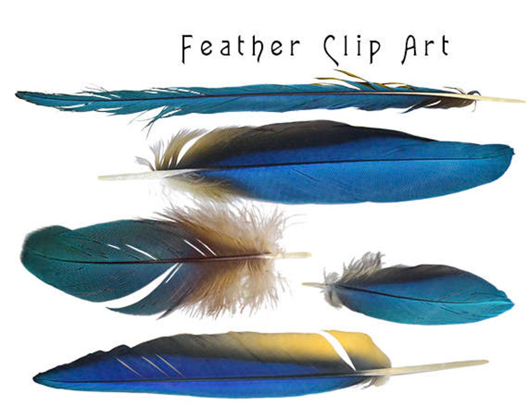 Feather Clip Art, Feathers, Bird's Feather Floral Digital Clipart, Huge ...