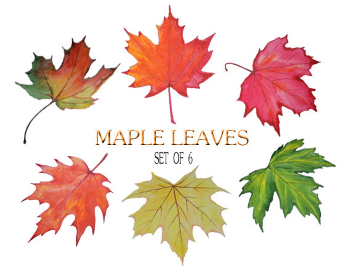 Clip Art Watercolor Maple Leaf Clip Art Stock Image Autumn Leaf Digital ...