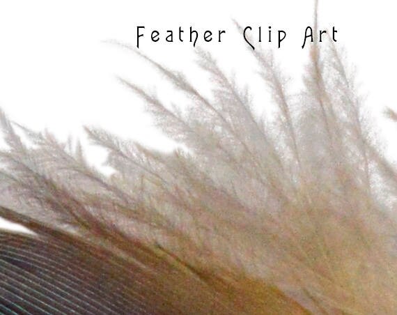Feather Clip Art, Feathers, Bird's Feather Floral Digital Clipart, Huge ...