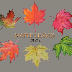 Clip Art Watercolor Maple Leaf Clip Art Stock Image Autumn Leaf Digital ...