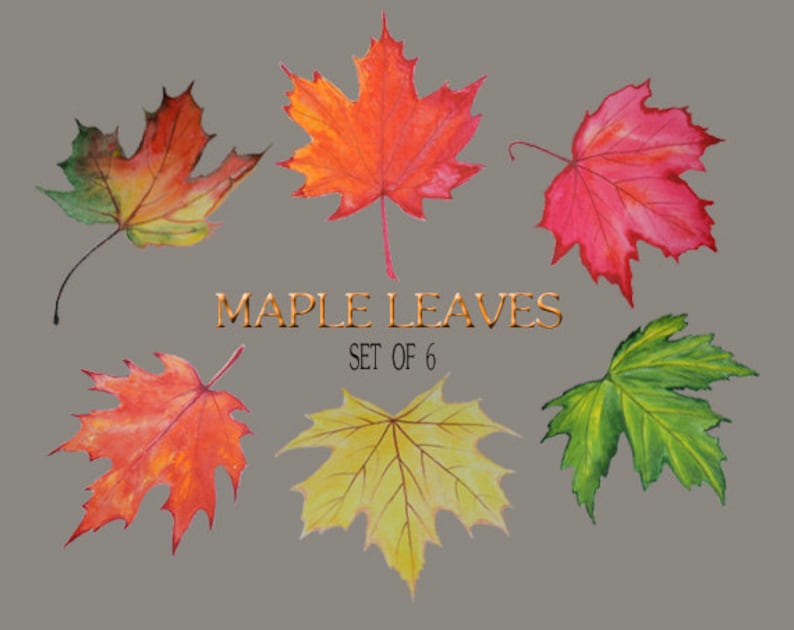 Clip Art Watercolor Maple Leaf Clip Art Stock Image Autumn Leaf Digital ...