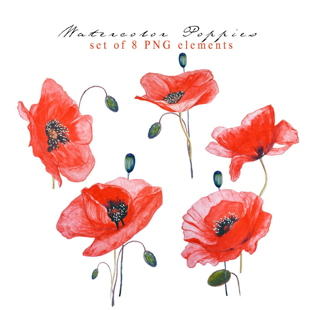 Poppy Clip Art Watercolor Poppies Veterans Day Clip Art Watercolor ...