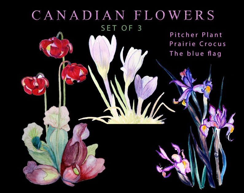 Watercolor Canadian Provincial Flowers Clip Art Pitcher Plant Blue Flag ...