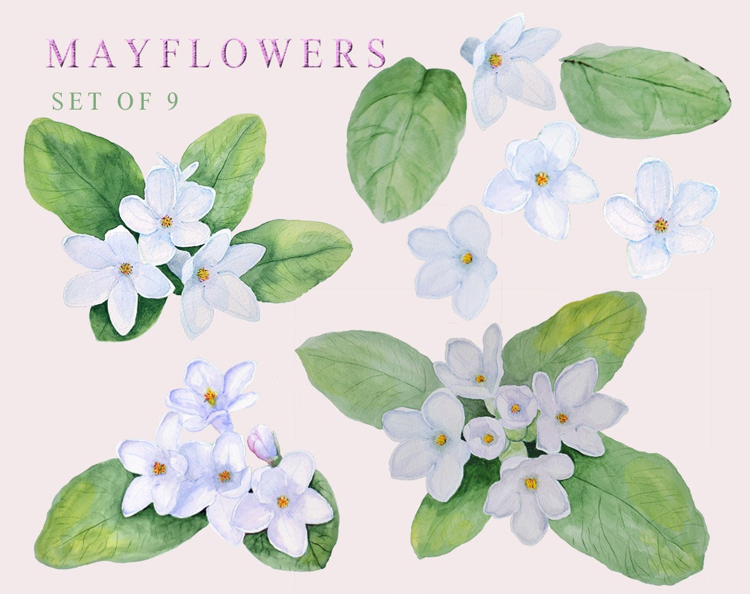 Watercolor Clip Art Mayflowers - Etsy