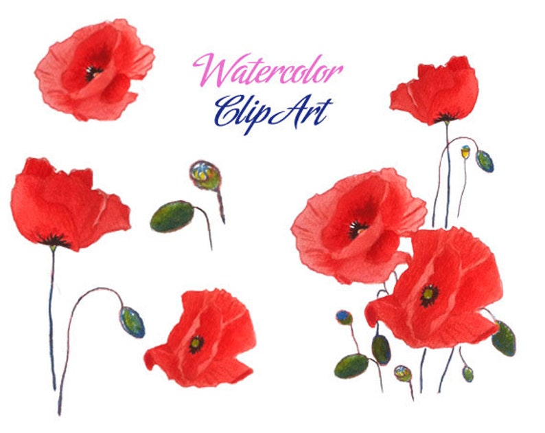 Poppy Clip Art Watercolor Poppies Veterans Day Clip Art Watercolor ...