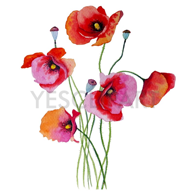 5 High Quality Pngs Poppies Watercolor Clipart, Digital Download ...