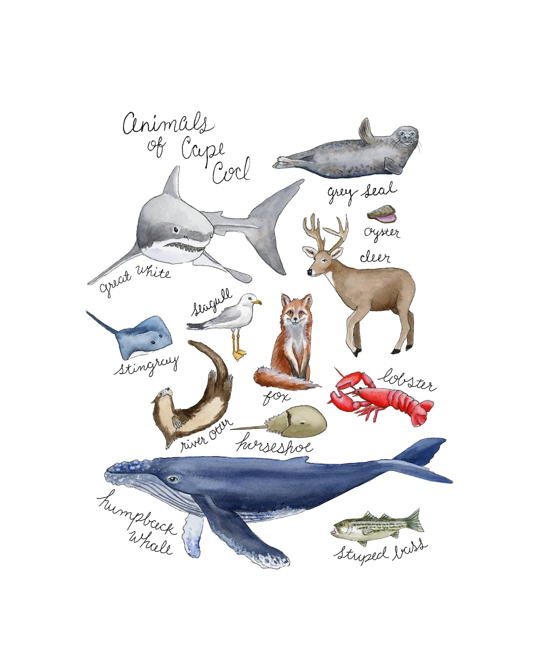 Animals of Cape Cod Original and Print Watercolor Painting, Animal ...