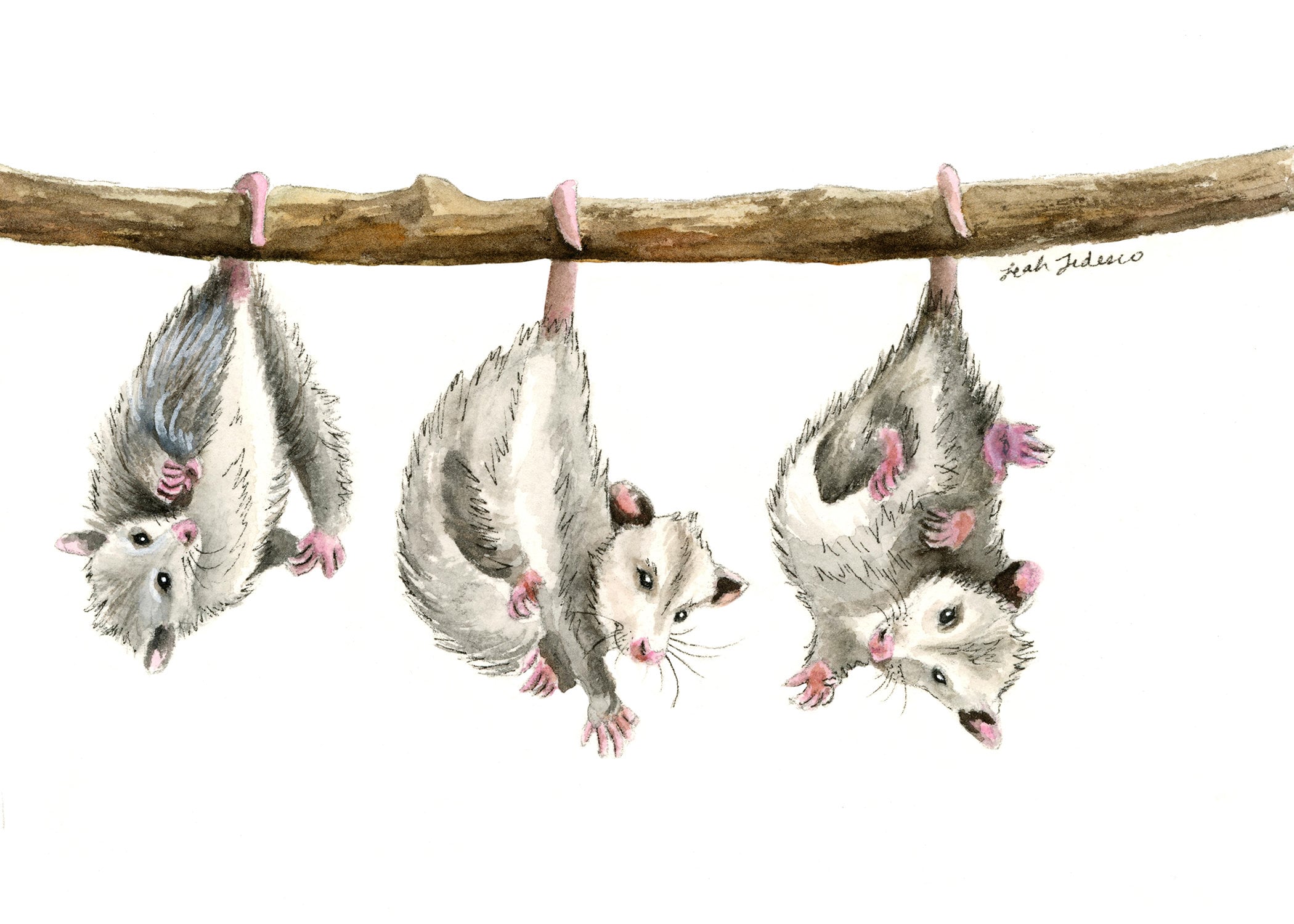 Little Possum Watercolor Print, Woodland Animal Art, Opossum Art Print ...