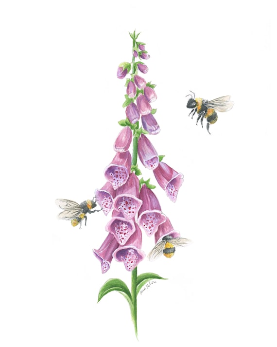 Foxglove Drawing