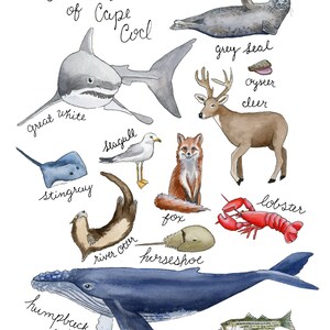 Animals of Cape Cod Original and Print Watercolor Painting, Animal ...