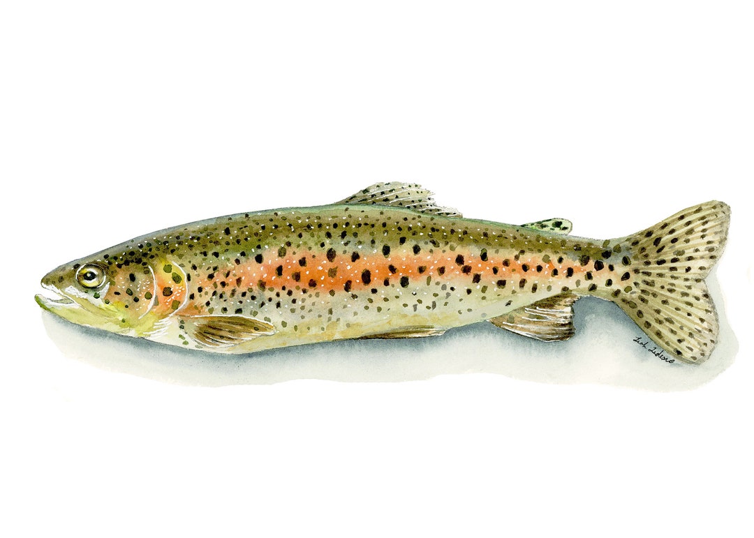Rainbow Trout Print Watercolor Painting, Fly Fishing Artwork, Fishing ...