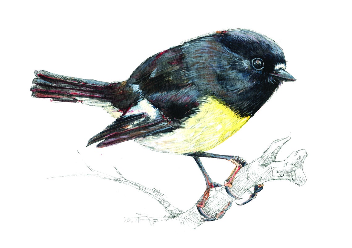 New Zealand Native Bird Miromiro or Tomtit Illustrated Large - Etsy New ...