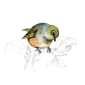 Silvereye or Wax-eye Bird of New Zealand Print - Etsy