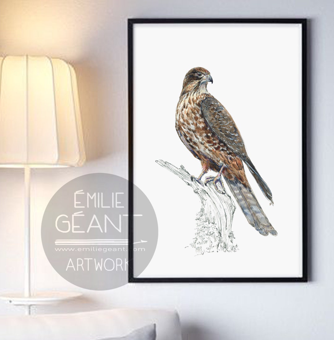 New Zealand Native Falcon Kārearea Illustrated Large Print Artwork - Etsy