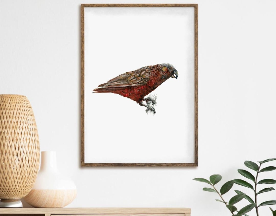Kaka Print Native Bird of New Zealand Painting - Etsy