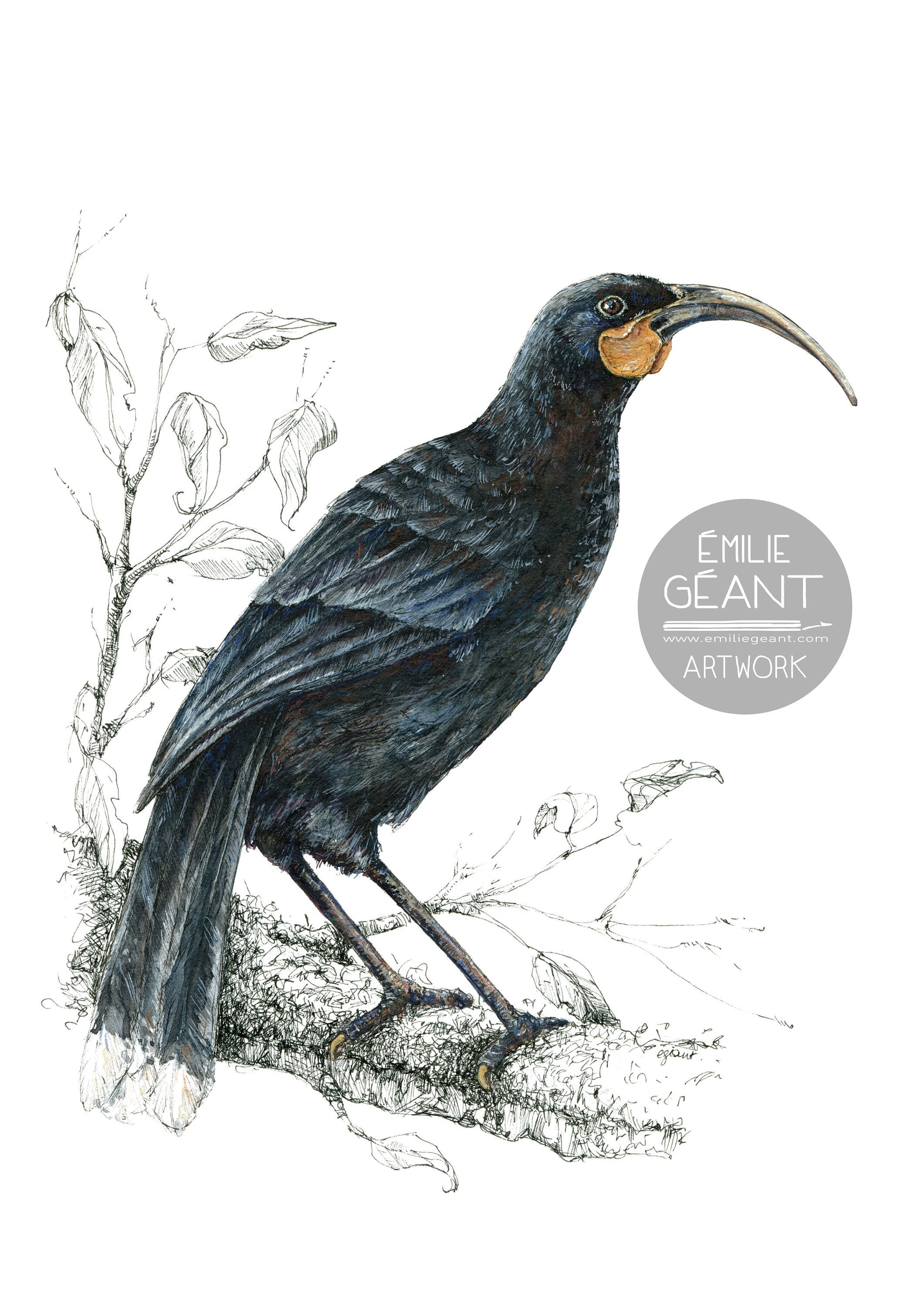 Huia Bird Print New Zealand Native Bird Illustration by | Etsy