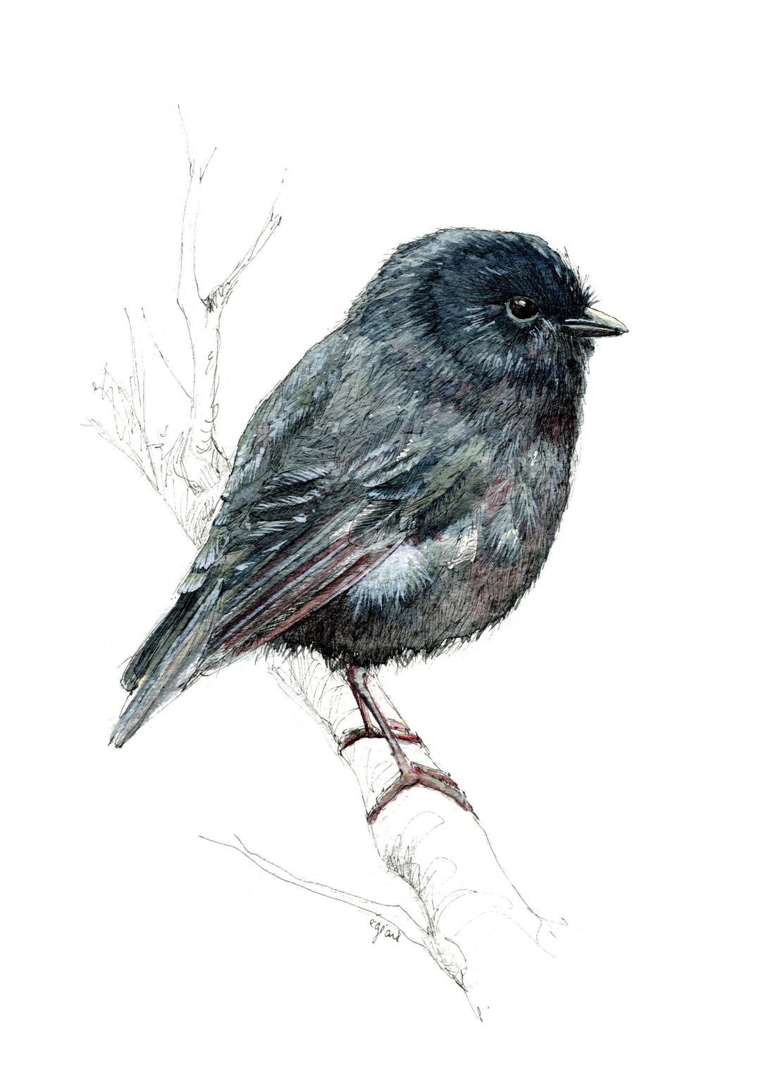 Black Robin Bird Print - Etsy