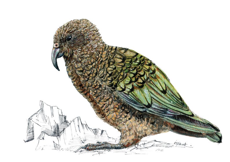 Mr Kea New Zealand Native Bird Illustration Large Print From - Etsy