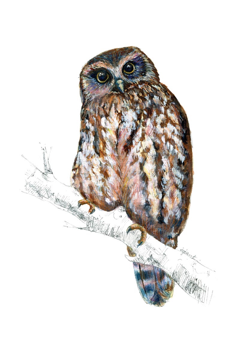 Ruru Morepork New Zealand Bird - Large Print, From Original Painting - Etsy