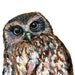 Ruru Morepork New Zealand Bird - Large Print, From Original Painting - Etsy