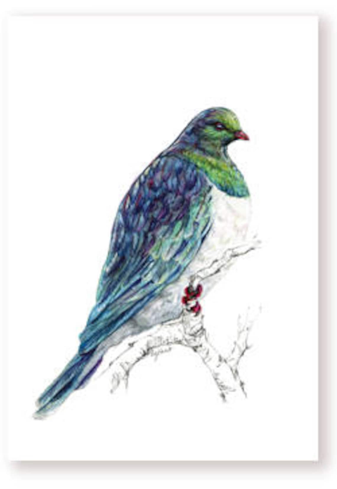 Kereru Bird, New Zealand Native Wood Pigeon Illustration, Print - Etsy ...