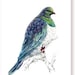 Kereru Bird, New Zealand Native Wood Pigeon Illustration, Print - Etsy ...
