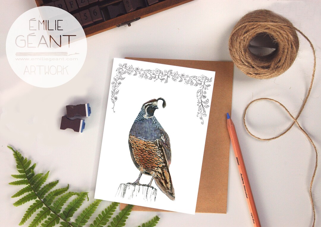 Quail - New Zealand Birds Greeting Card - Etsy